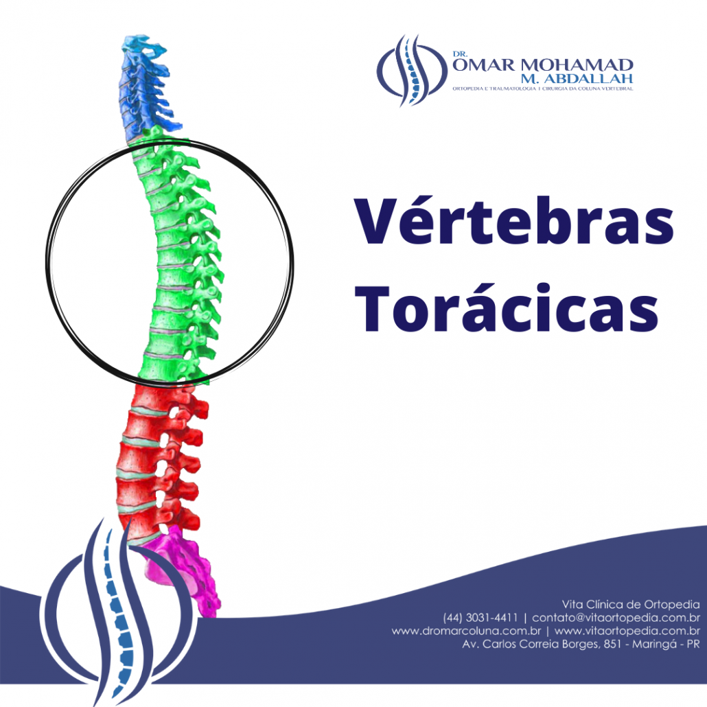 Vértebras Torácicas | Dr. Omar